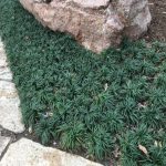 Mondo Grass Guide: How to Grow & Care for "Monkey Grass"