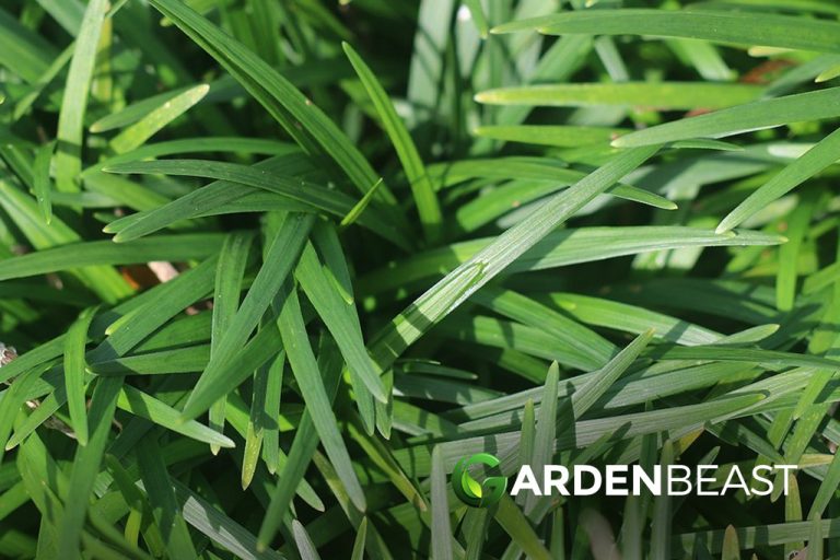 Monkey Grass Guide: How to Grow & Care for "Lilyturf"