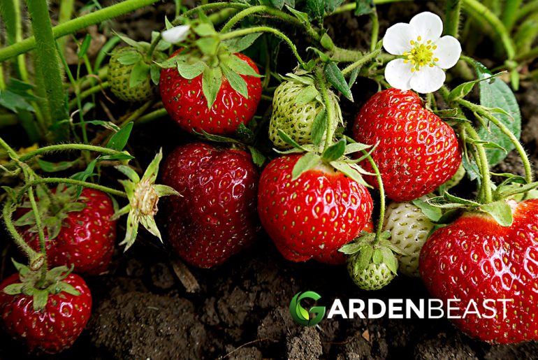 How to Protect Your Berries from the Strawberry Root Weevil