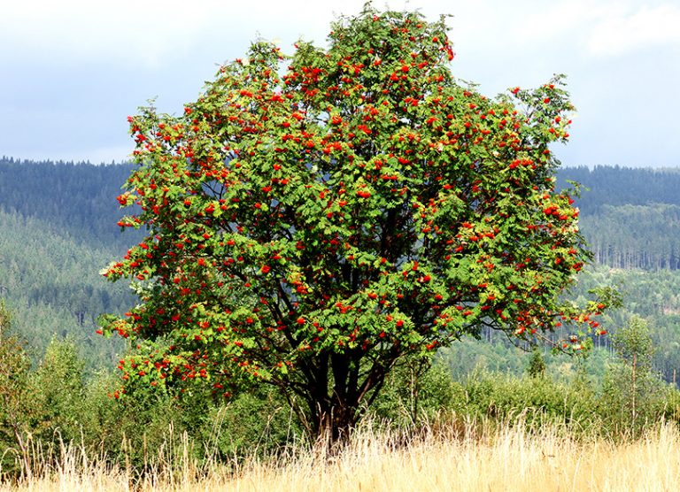 Rowan Tree Guide: How to Grow & Care for "Mountain Ash" Trees