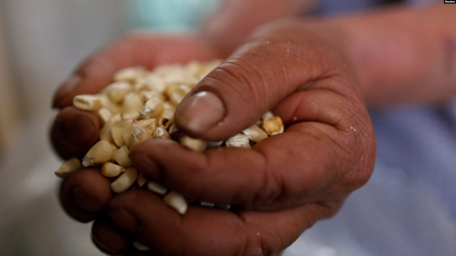 Climate Change Wallops Mexico’s Corn Production