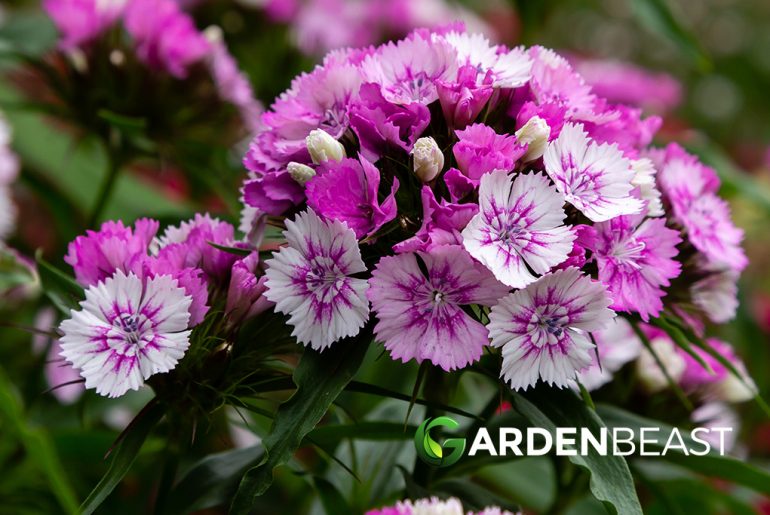 Dianthus Guide: How to Grow & Care For "Dianthus Flowers"