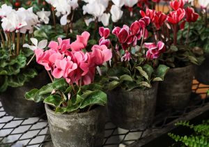 Cyclamen Guide: How to Plant & Care for Cyclamen Plants