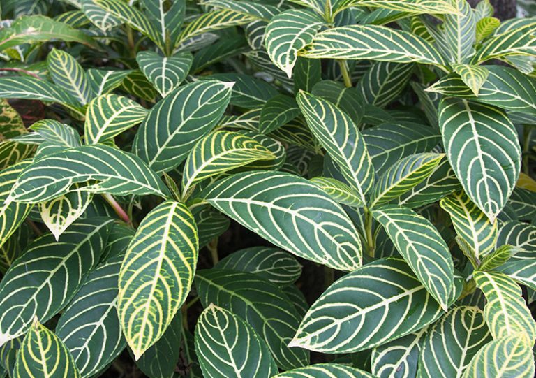Zebra Plant Guide: How to Grow & Care for "Aphelandra squarrosa"