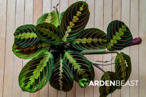 Maranta Leuconeura Guide: How to Plant & Care for "Prayer Plants"