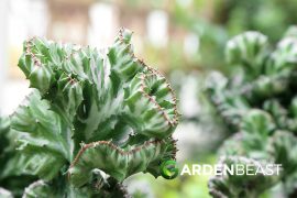Coral Cactus Guide: How to Growt & Care for “Euphorbia Lactea”