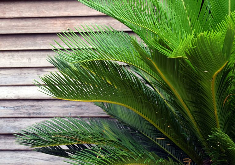Complete Guide to Cycads: How to Grow & Care for "Macrozamia"