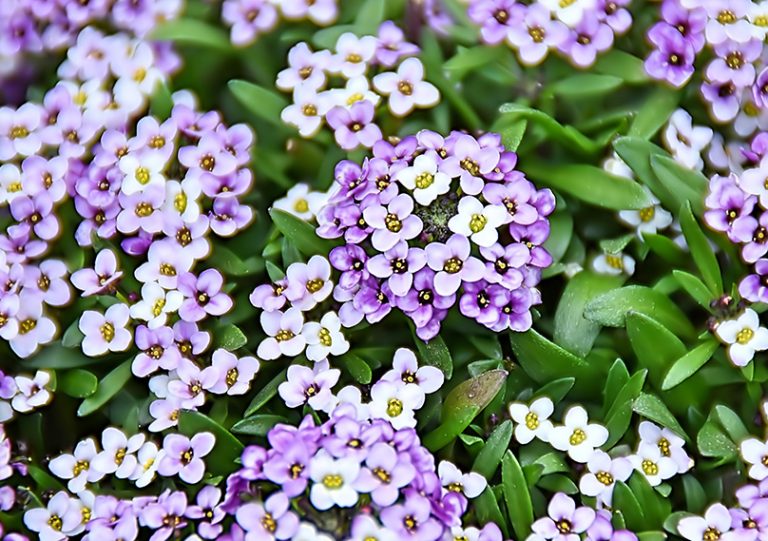 Shade Loving Flowers: Complete Guide to the Best Options