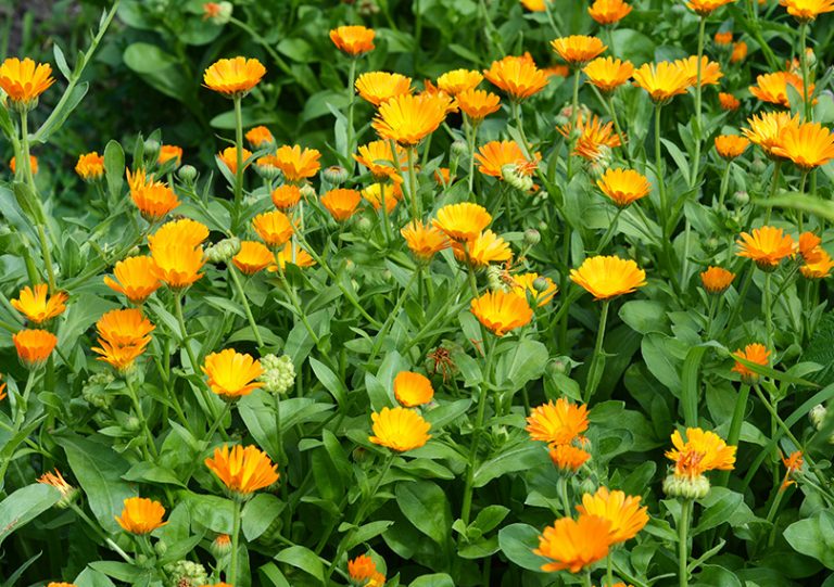 Shade Loving Flowers: Complete Guide to the Best Options