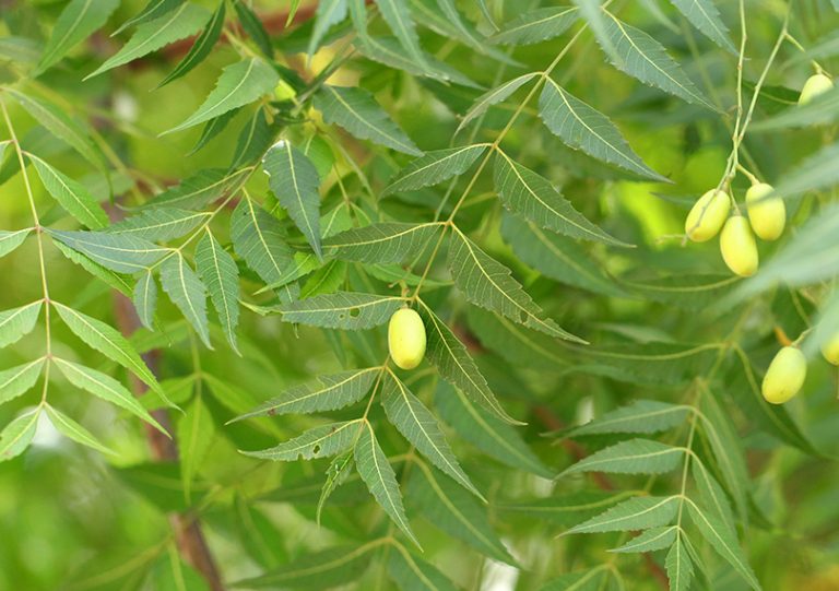 Neem Oil for Plants and Its Uses: Complete Guide to It's Benefits
