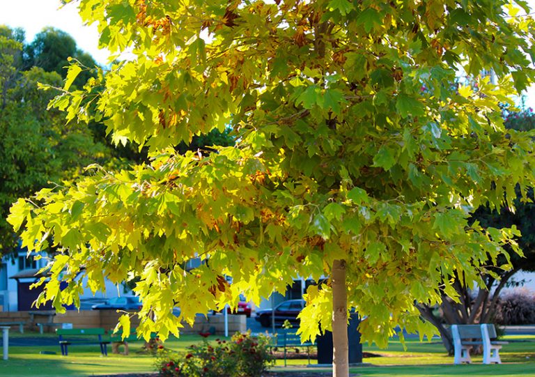 Guide To Sycamore Trees How To Grow Care For Platanus Occidentalis 