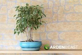 Guide to Weeping Fig: How to Grow & Care For “Ficus benjamina”