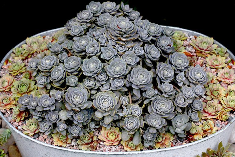 Orostachys Iwarenge Guide: How to Care for “Chinese Dunce Cap”