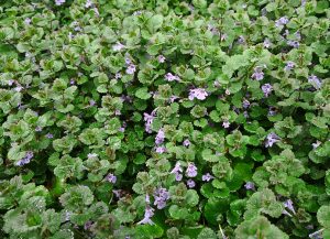 Creeping Charlie Guide: How to Get Rid of & Kill "Ground Ivy"