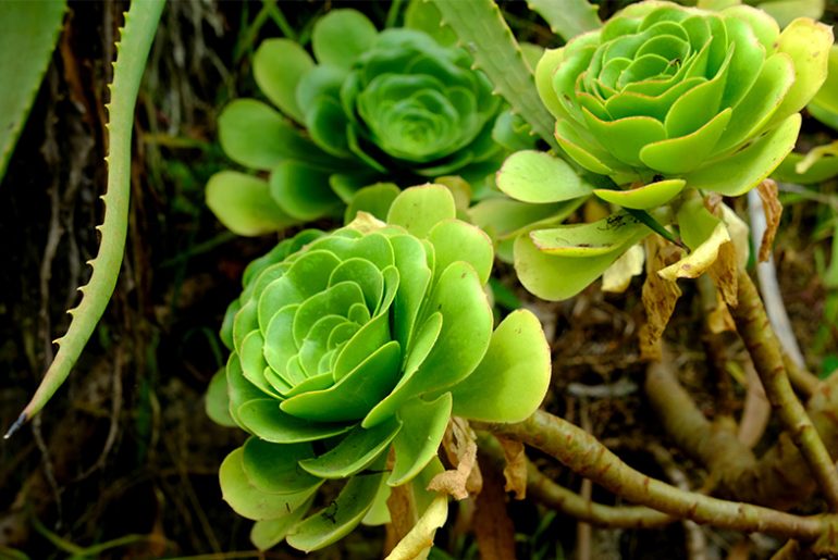 Aeonium Plants Guide: How to Grow & Care for These Succulents
