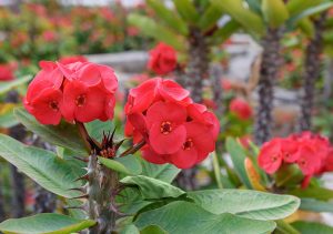 Euphorbia Milii Guide: How to Grow & Care for “Crown of Thorns” Plant