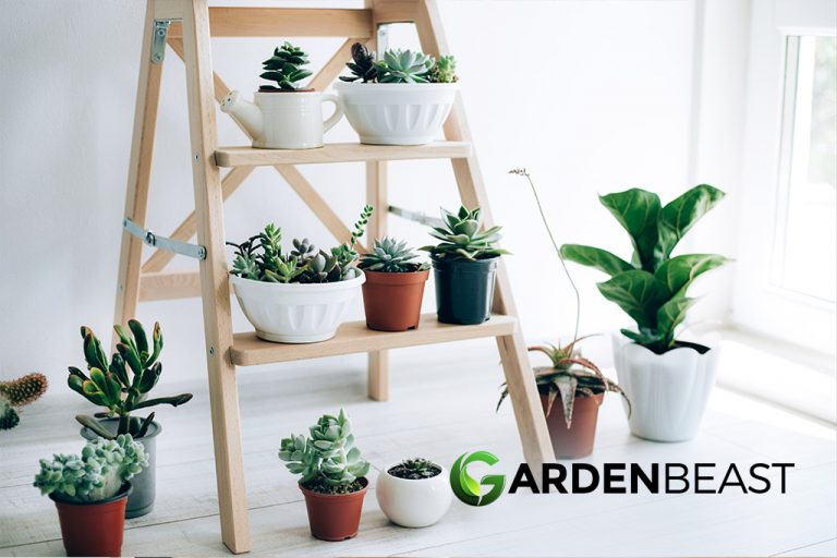 Our 50 Best Indoor Plants: Easy to Care for House Plants Guide