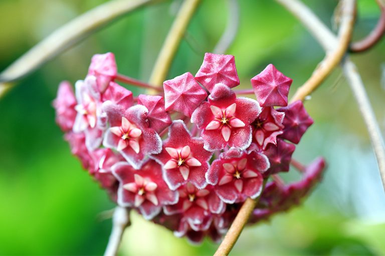 Hoya Plant Guide: How to Care for “Wax Plants” or “Porcelain Flowers”