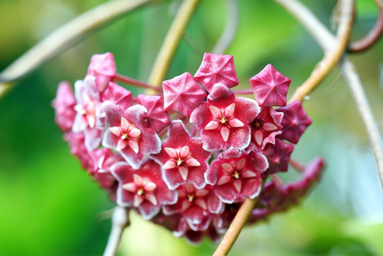 Hoya Plant Guide: How to Care for “Wax Plants” or “Porcelain Flowers”