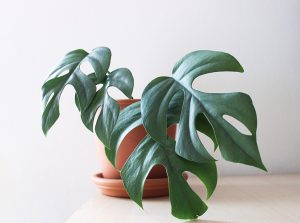 Rhaphidophora Tetrasperma Guide: How to Care for “Mini Monstera”
