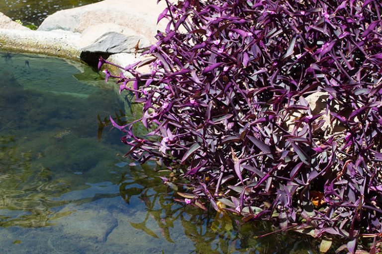 Tradescantia pallida Guide: How to Grow & Care for “Purple Heart” Plant