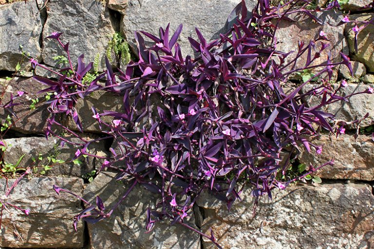 Tradescantia pallida Guide: How to Grow & Care for “Purple Heart” Plant