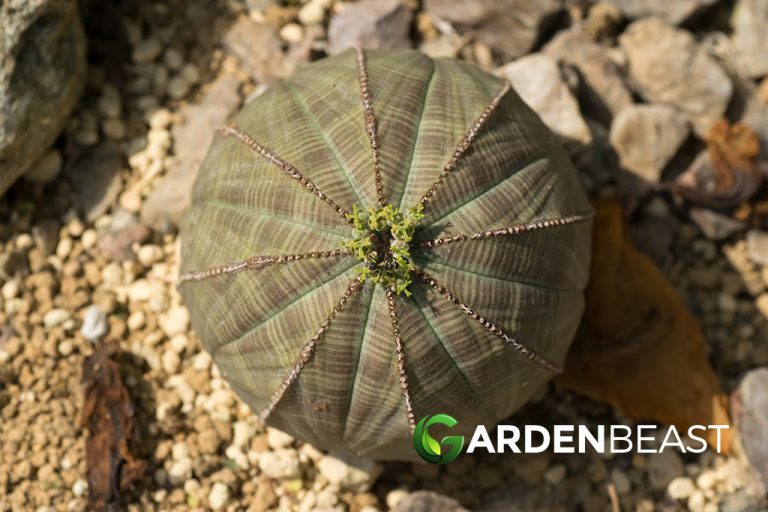 Euphorbia Obesa Guide: How to Grow & Care for “Baseball Plant”