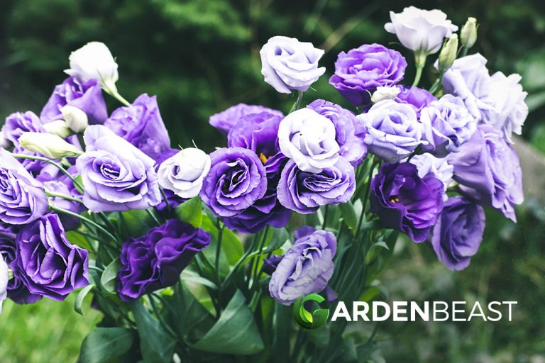 Lisianthus Flower Care: How to Grow & Care for “Eustoma”