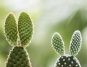 Bunny Ear Cactus Guide: How to Grow & Care for “Opuntia Microdasys”