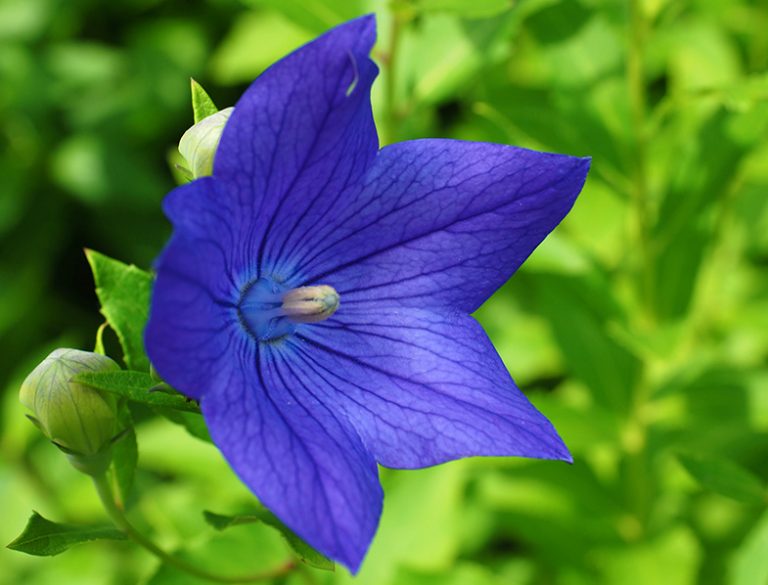 Balloon Flowers Guide: How to Grow & Care for “Platycodon Grandiflorus”