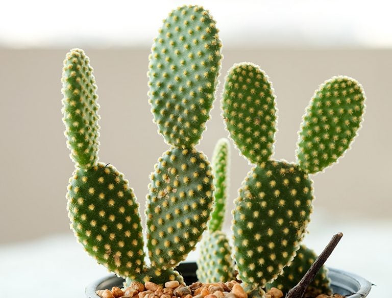 Bunny Ear Cactus Guide: How to Grow & Care for “Opuntia Microdasys”