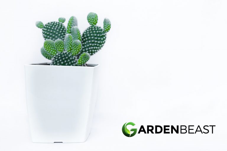 Bunny Ear Cactus Guide: How to Grow & Care for “Opuntia Microdasys”