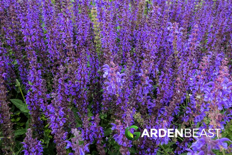 Catmint Guide: How to Plant, Grow & Care for “Nepeta”