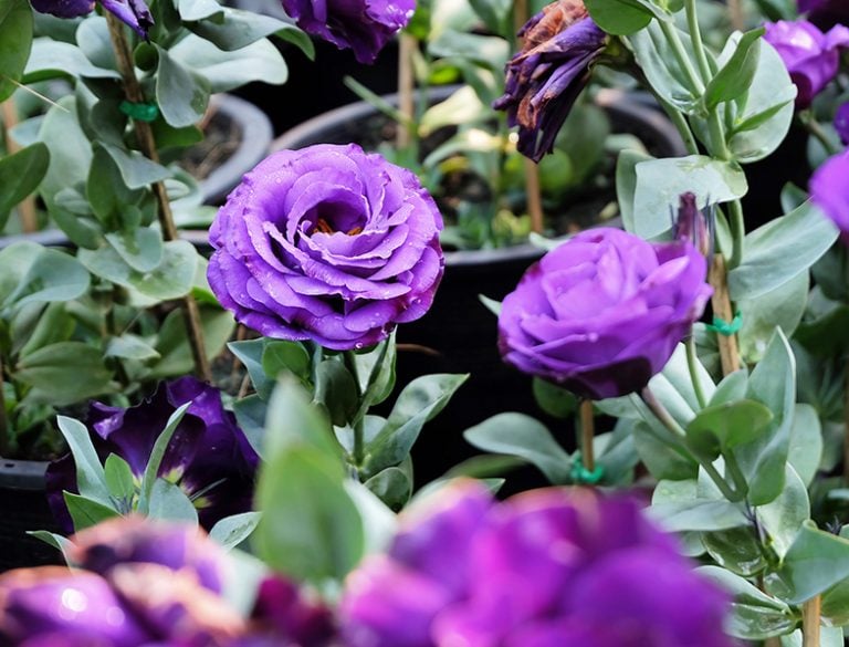 Lisianthus Flower Care: How to Grow & Care for “Eustoma”