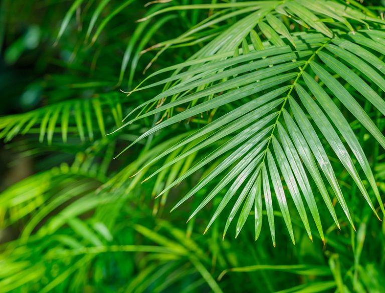 Areca Palm Guide: How to Grow & Care for “Dypsis Lutescens”
