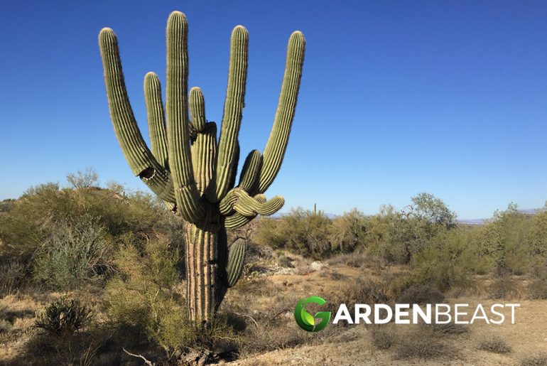 Saguaro Cactus Guide: How to Grow & Care for “Carnegiea Gigantea”