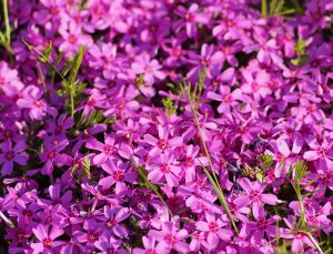 Creeping Phlox Guide: How to Grow & Care for "Phlox subulata"