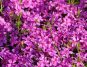 Creeping Phlox Guide: How to Grow & Care for "Phlox subulata"