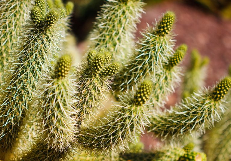 Guide to Cholla Cactus: How to Grow & Care for “Cylindropuntia”