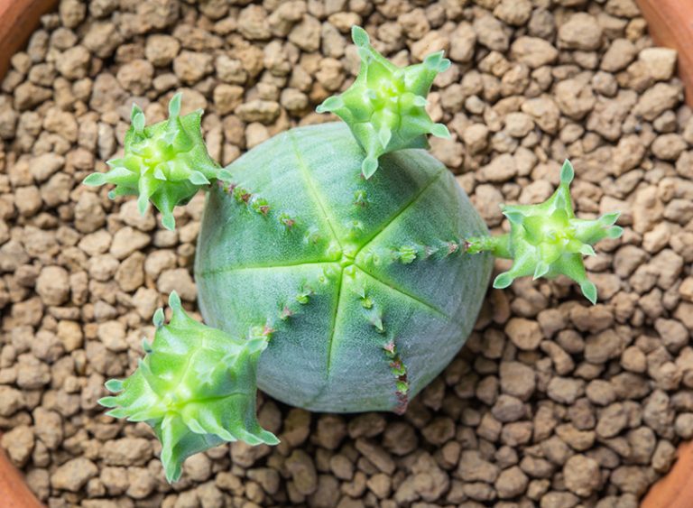 Euphorbia Obesa Guide: How to Grow & Care for “Baseball Plant”