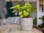 Arrowhead Plant Guide: How to Grow & Care for “Syngonium Podophyllum”