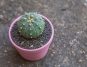 Star Cactus Guide: How to Grow & Care for “Astrophytum Asteria”