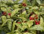 Aucuba Japonica Guide: How to Grow & Care for “Gold Dust” Plants
