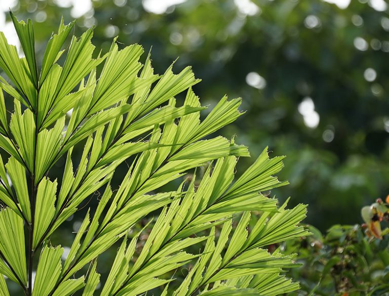 Fishtail Palm Guide: How to Grow & Care for “Caryota Mitis”