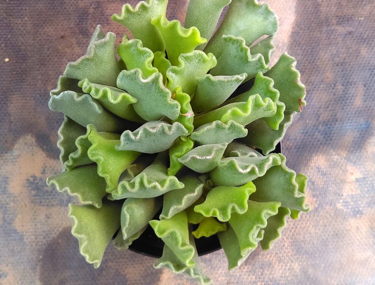 Adromischus Cristatus Guide: How to Grow & Care for "Crinkle Leaf Plant"