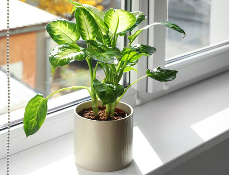 Dumb Cane Guide: How to Grow & Care for “Dieffenbachia”