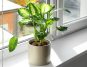 Dumb Cane Guide: How to Grow & Care for “Dieffenbachia”