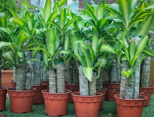 Corn Plant Guide: How to Grow & Care for “Dracaena Fragrans”