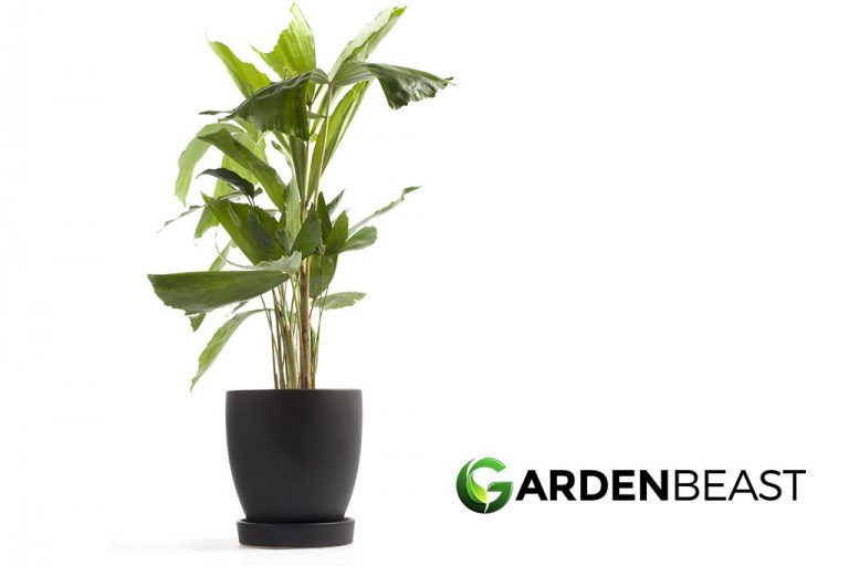 Fishtail Palm Guide: How to Grow & Care for “Caryota Mitis”