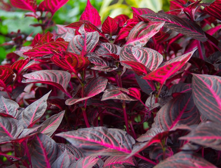 Bloodleaf Guide: How to Grow & Care for "Iresine Herbstii"